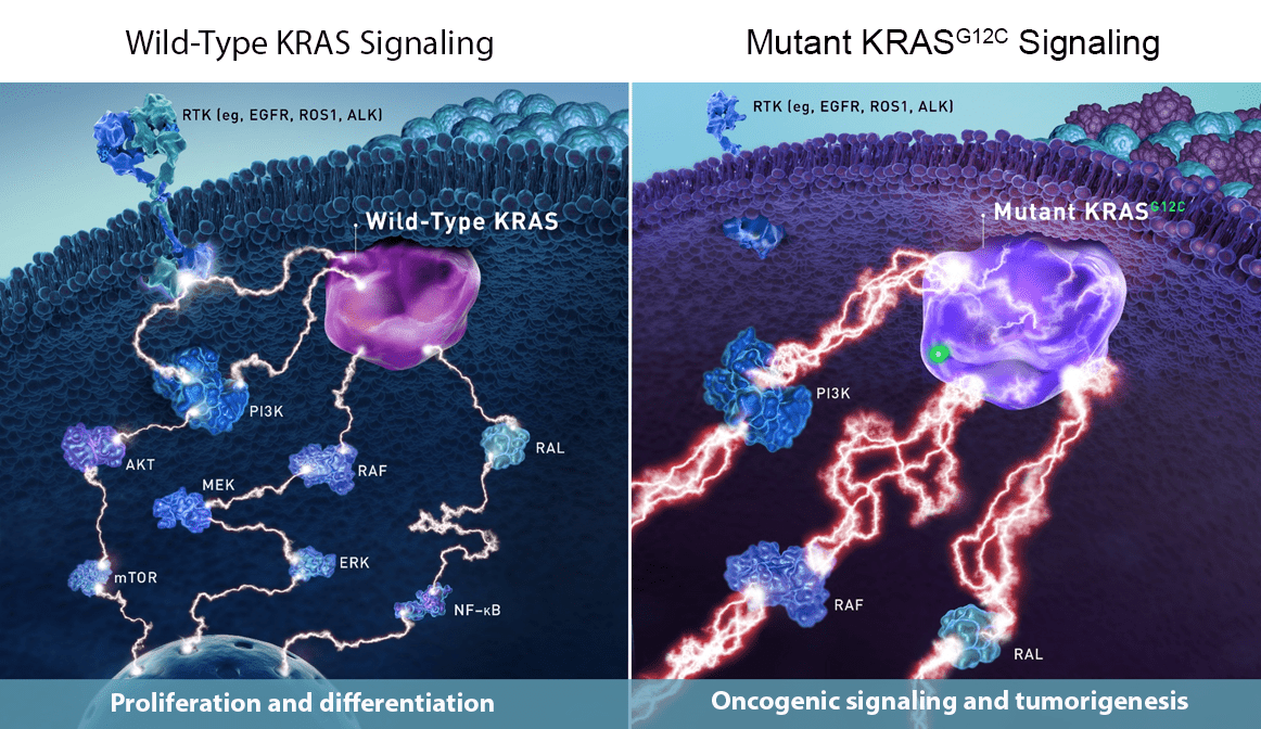 KRAS G12C Research Could Bring Hope to Patients with Cancer | Amgen