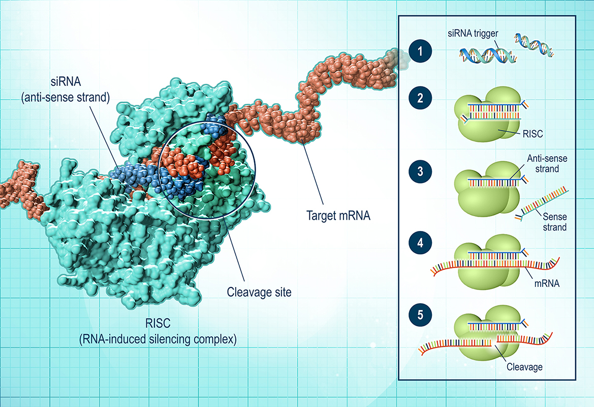 RNA Interference | Amgen