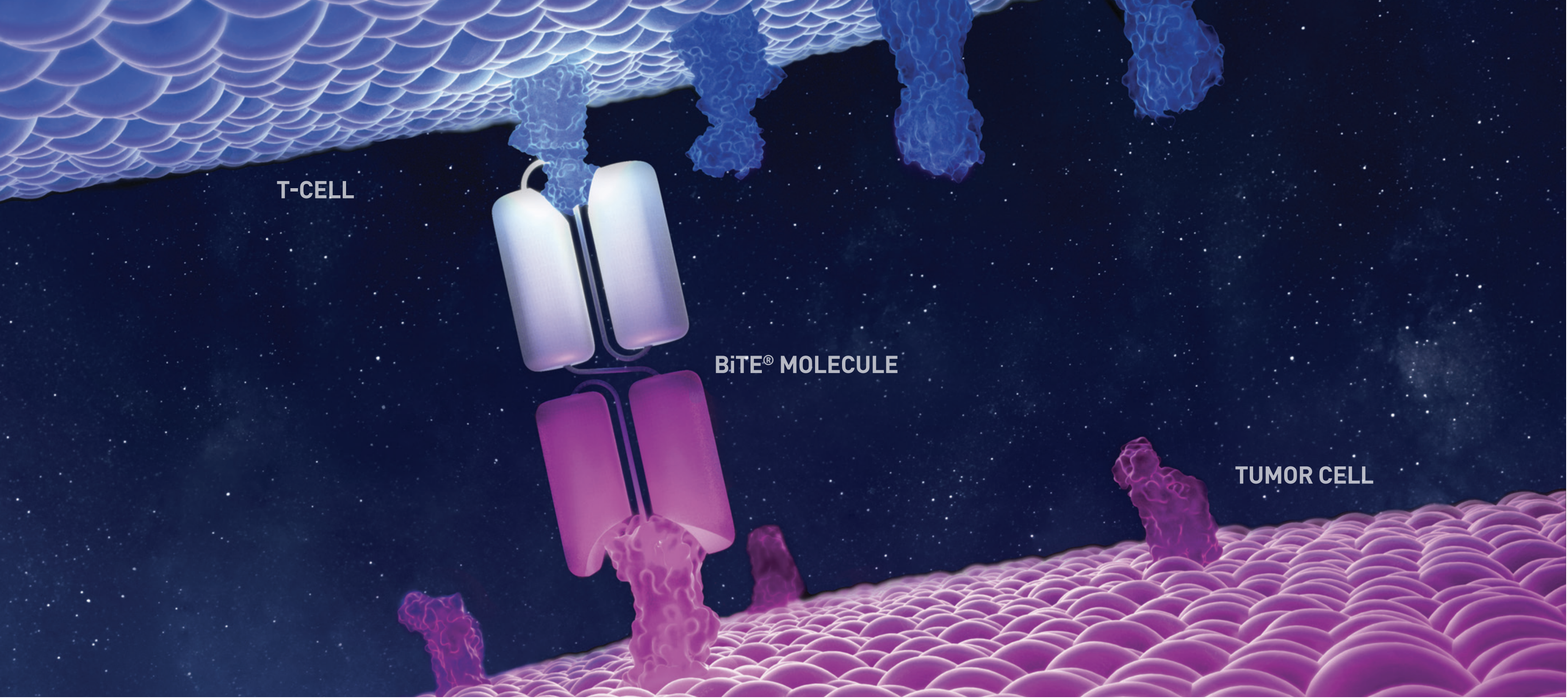 Amgen Continues to Propel BiTE® Technology Innovation | Amgen